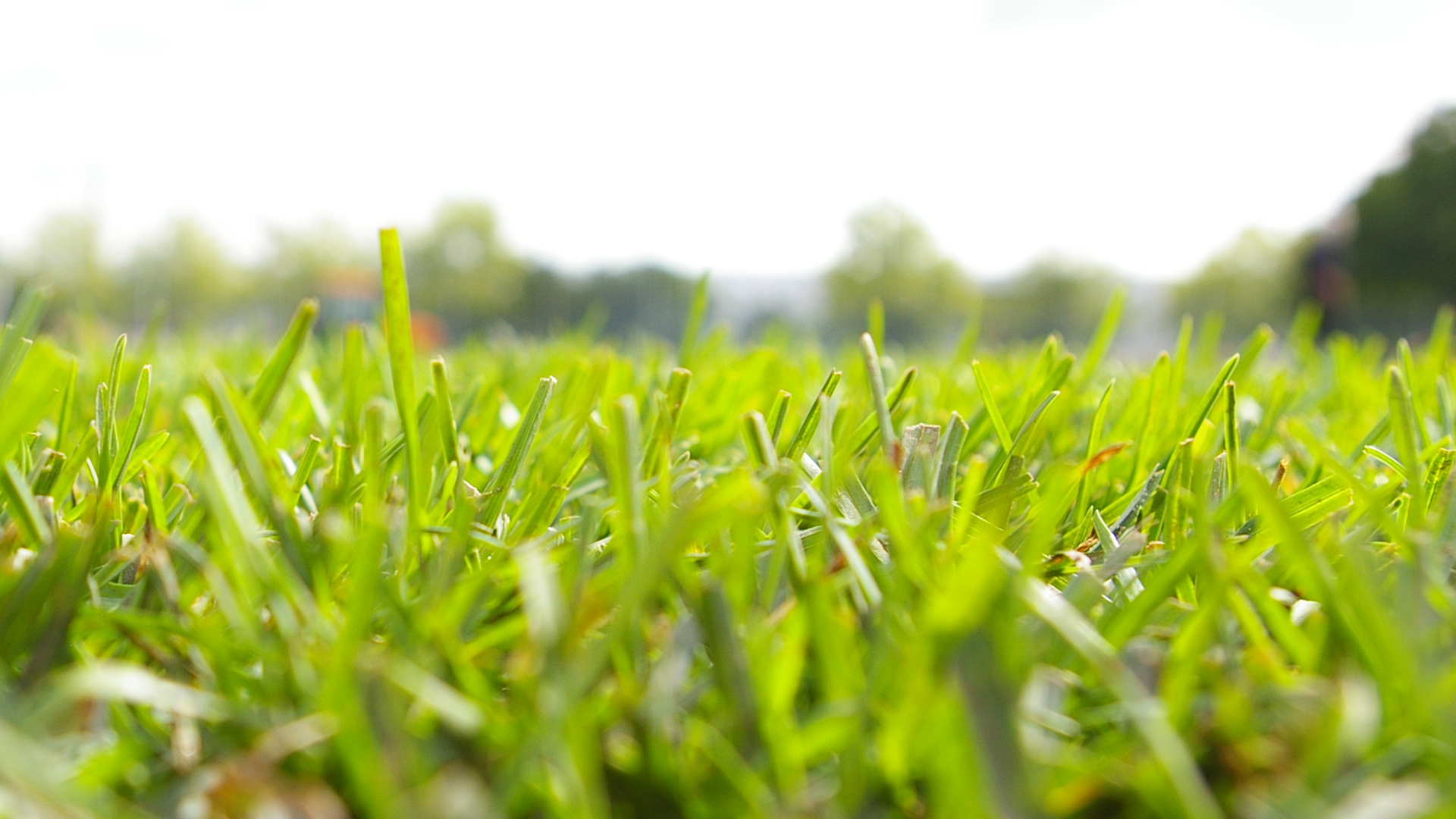 Artificial turf, Natural grass and Hybrid turf - Made in Germany ...